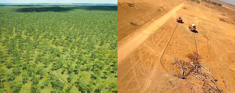 Donate to expose the destruction - Wilderness Society