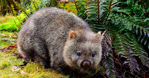Giving Tuesday - Wilderness Society